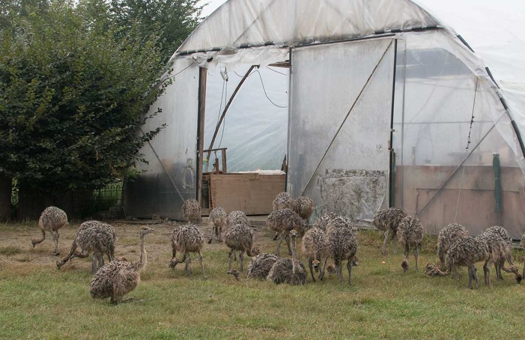 Die Straußenfarm am Lindenhof in Auffen | Vickyliebtdich